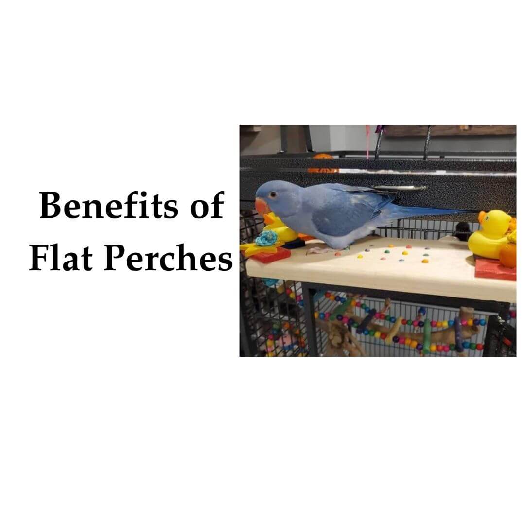 Flat Perches: Foot Health for Birds – PDS Parrot Shop