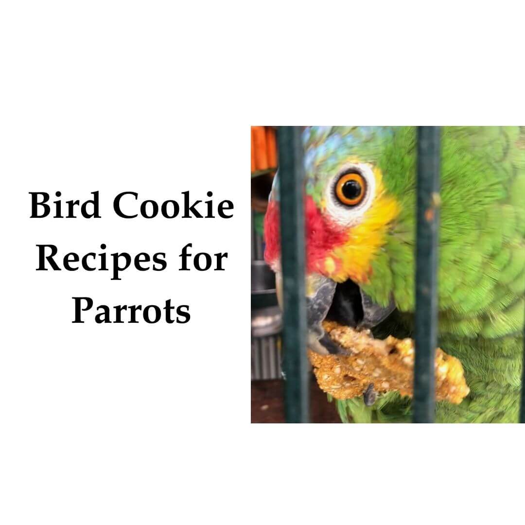 Bird Cookie Recipes for Parrots – PDS Parrot Shop