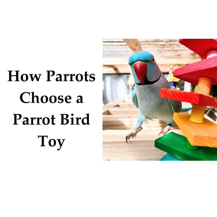 Bird Toys | Parrot Toys, Natural and Handmade – PDS Parrot Shop
