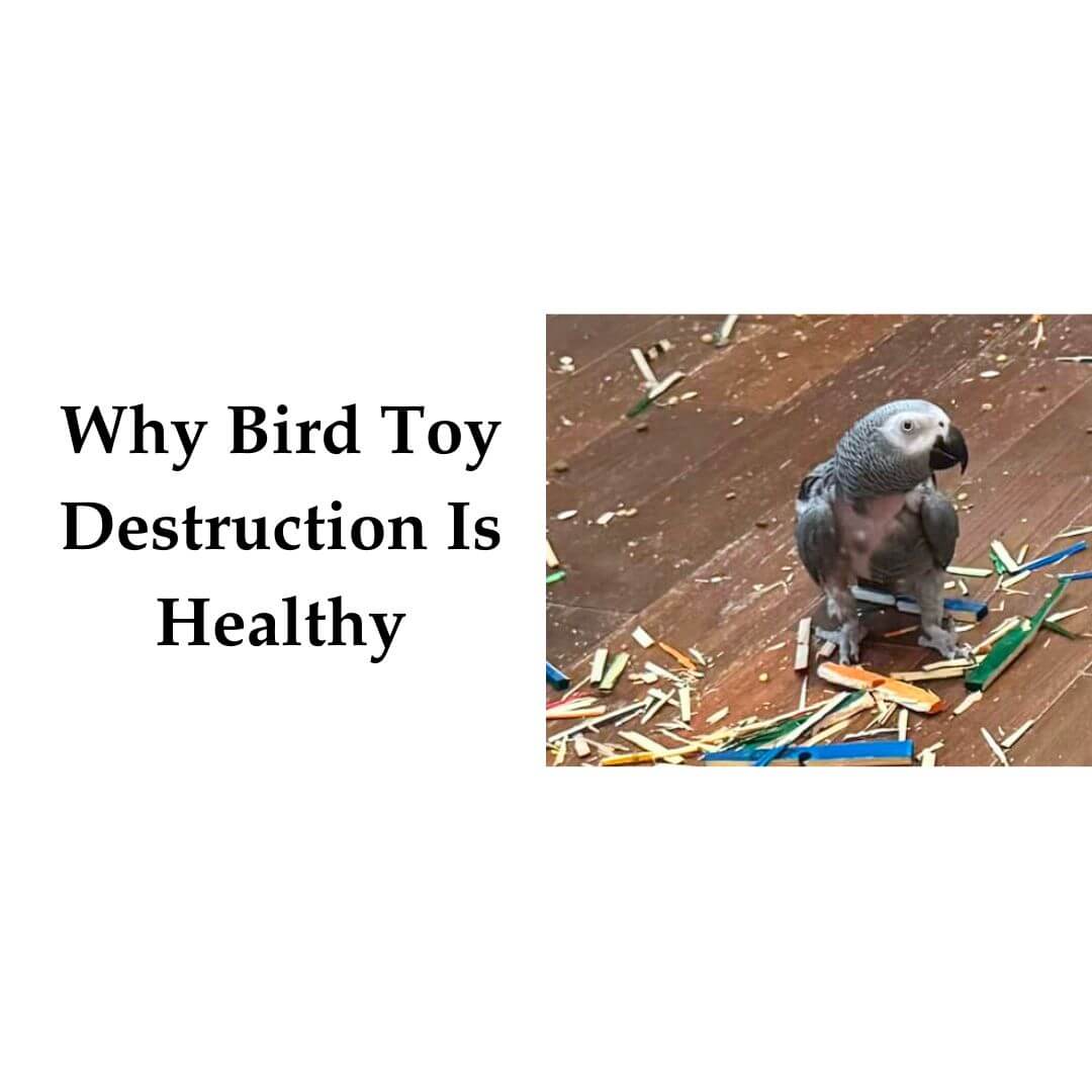 Why Bird Toy Destruction Is Healthy – PDS Parrot Shop